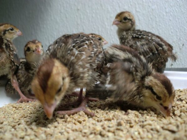 Chukar Partridge (Chicks) - Pepper Ponderosa