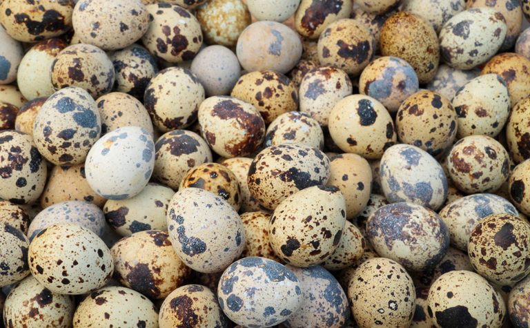 Chukar Partridge (Eggs) - Pepper Ponderosa